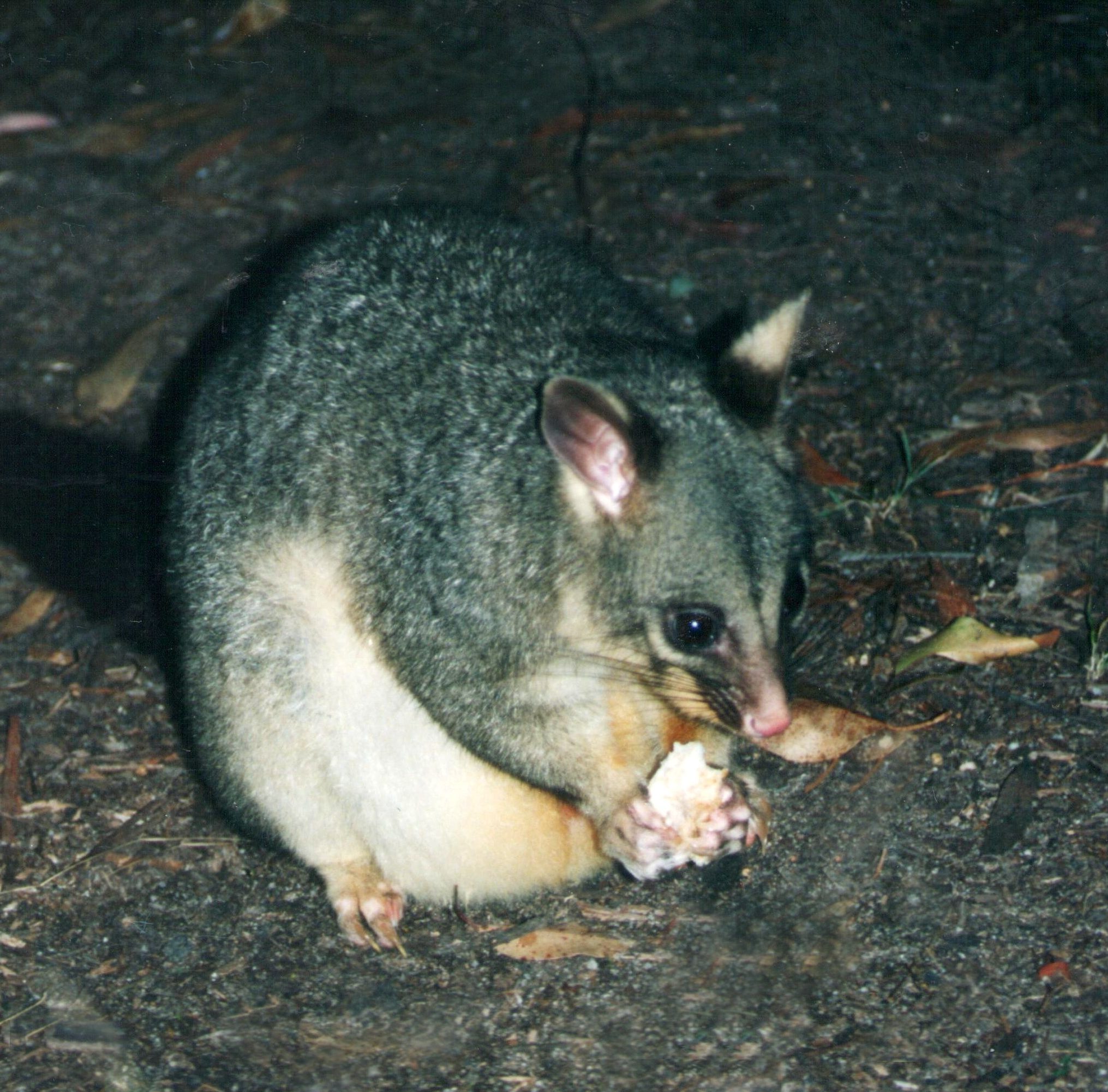 Studium a cestování v Austrálii - Queensland - Kukabara